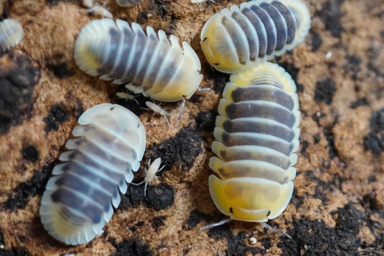 Cubaris Jupiter Isopod by Red Rock Geckos