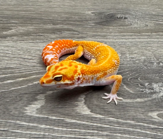 White & Yellow Red Diamond Leopard Gecko by Red Rock Geckos