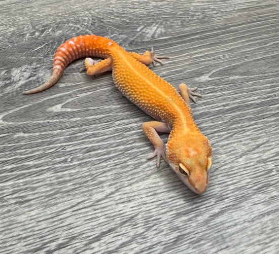 Red Diamond Leopard Gecko by Red Rock Geckos