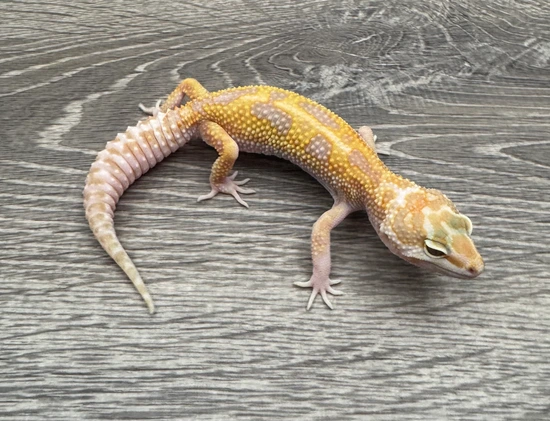 White & Yellow Mack Snow Tremper Leopard Gecko by Red Rock Geckos