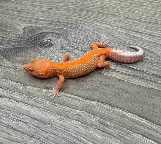 Firewater Leopard Gecko by Red Rock Geckos
