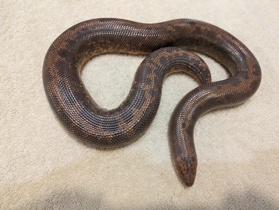 2017 Normal Stripe Het Snow Kenyan Sand Boa by Red Tree Herps