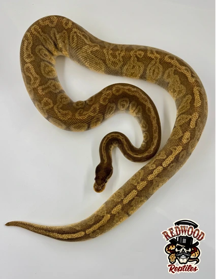 Sunset Ball Python by Redwood Reptiles