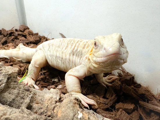 Snow Red Tegu Tupinambis Rufescens Argentine Tegus by Reef & Reptile ...