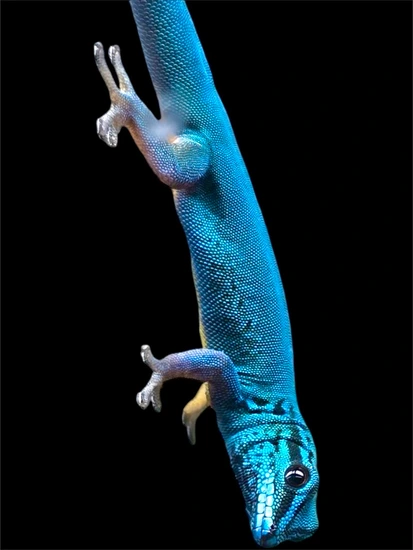 Lygodactylus Williamsi (Electric Blue Day Gecko) by Reef & Reptile Company