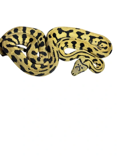 2023 Male Jungle Jag Carpet Python Jungle Carpet Python by Reef ...