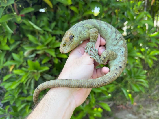 Cbb Yearling Monkey Tailed Skink Monkey-Tailed Skink by Total Fauna