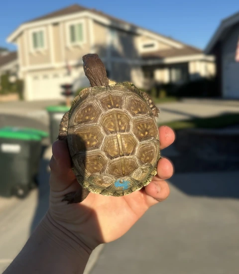 Trio Of Three-Toed Box Turtles #4-6 by R&R Reptiles