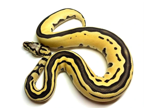 Game Of Death Ball Python by Regal Pythons