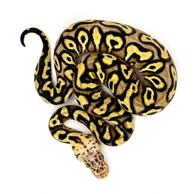 Pastel Spotnose Yellow Belly Clown Het Desert Ghost - ReptiPlace