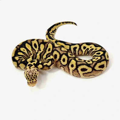 Pastel Spotnose Yellow Belly Clown - ReptiPlace