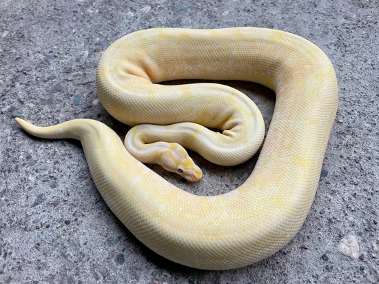 Lavender Albino Spider Ball Python by Ona’s Exotics