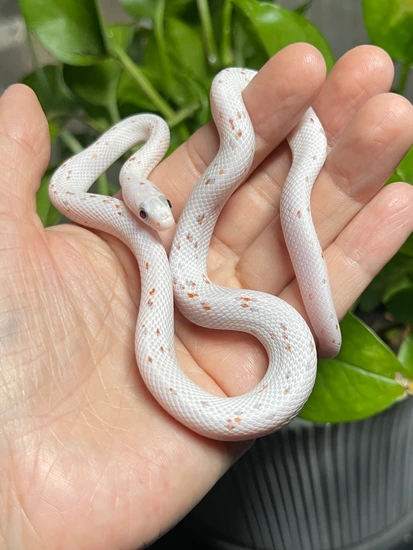 Classic Het Amel Palmetto Corn Snake by Ona’s Exotics