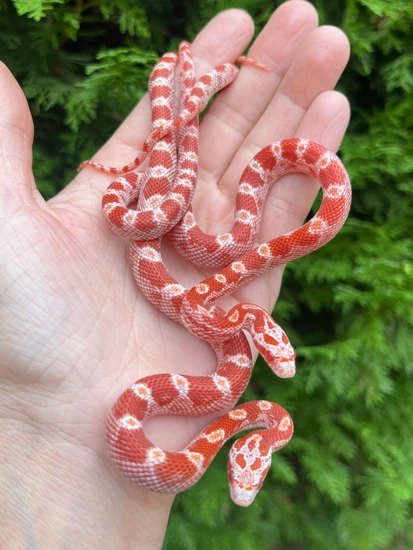VMS/SMR Line Cayenne Fire Pair Corn Snake by Ona’s Exotics