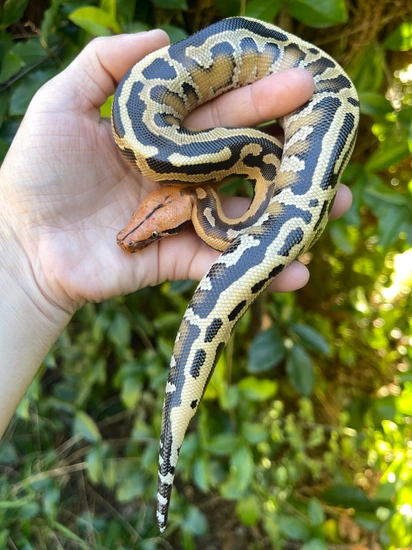 Red Head Genetic Stripe Borneo Short-Tailed Python by Ona’s Exotics