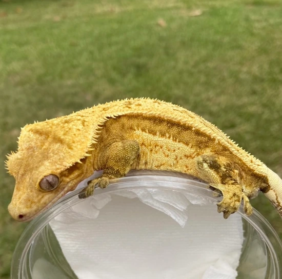 Nice Yellow RTB Houston Tx Crested Gecko by Reigning Color Crested Geckos