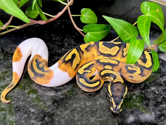 Pied Ball Python by Curious Pets and Curiosities, Inc