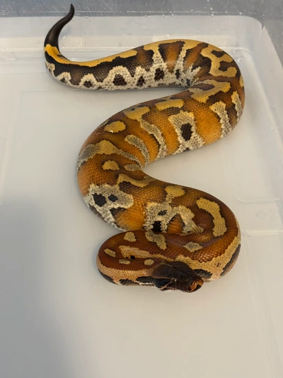 Matrix Het T+ Albino Blood Python by Black Dragon Company