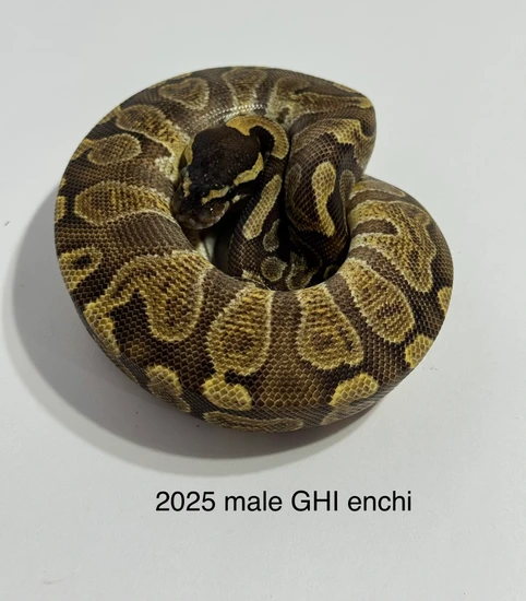 GHI Enchi Ball Python by Black Dragon Company