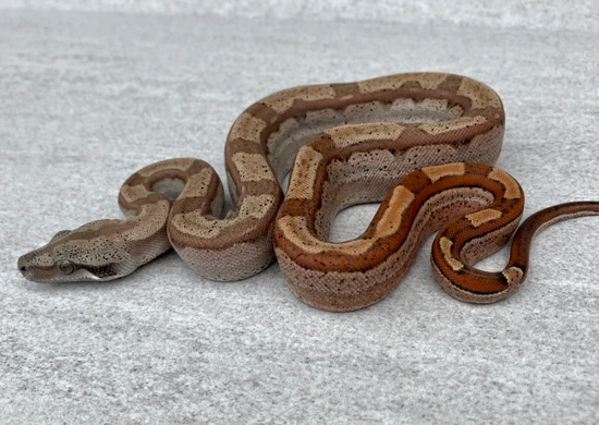 Keywest Super Raptor 50% Het VPI Boa Constrictor by Relic Boas