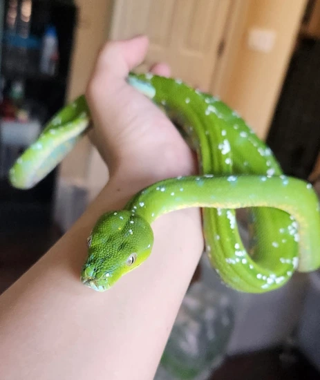 High White Aru Male LTC Green Tree Python by Renae’s Rhacs