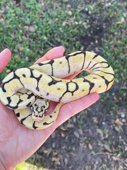 Pastel Spider Ball Python by Matzen's Morphs