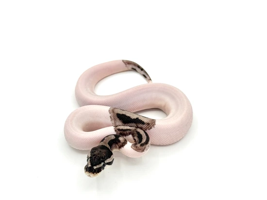 VPI Axanthic Pied Poss Het Albino Ball Python by Renfro Reptiles