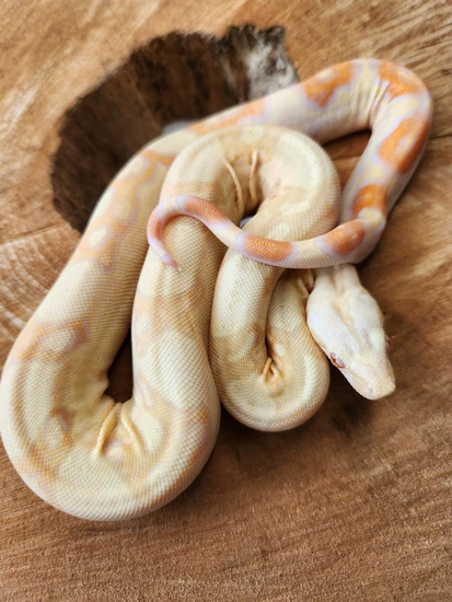 Summit IMG Jungle Khal Het Snow .1 Boa Constrictor by Reptile Awakening