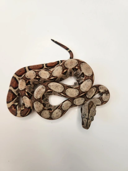 Raptor Marron Boa Constrictor by Reptile Awakening