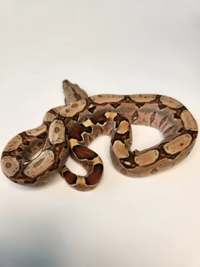 Raptor Marron Boa Constrictor by Reptile Awakening