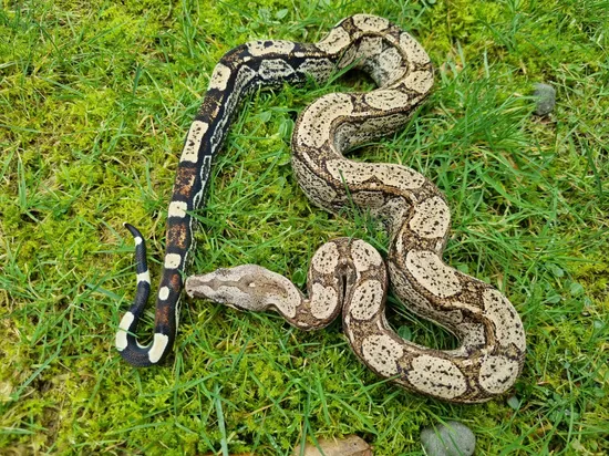 Arabesque 66% Het Sharp Snow Boa Constrictor by Pure Reptiles uk