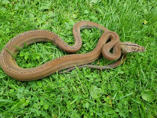 Platinum Goldenchild Het Mocha/purple Reticulated Python by Pure ...