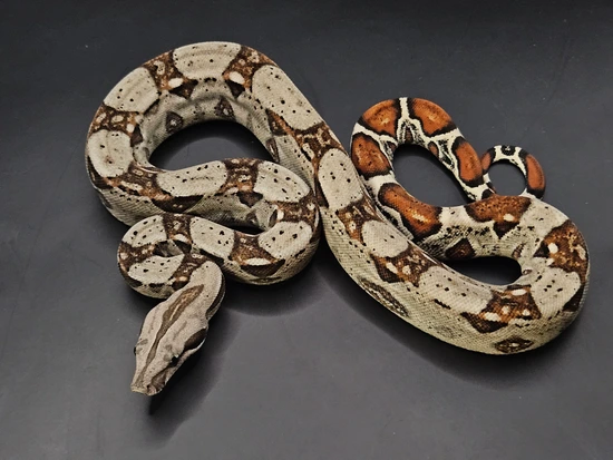 Normal 66% Het Sharp Snow Boa Constrictor by Pure Reptiles uk