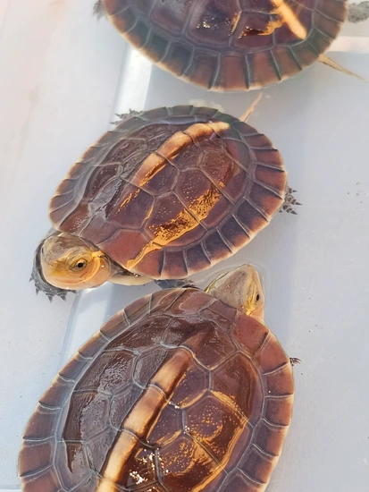 Chinese Box Turtles by VP Exotics