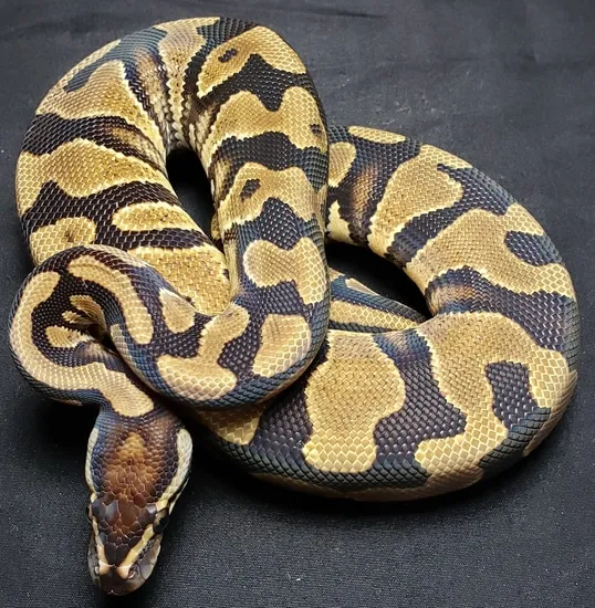 Yellow Belly DH Clown-Desert Ghost Ball Python by Rep-Tails