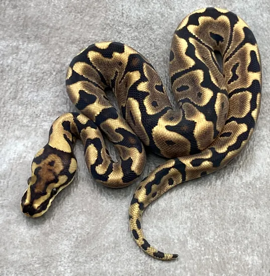 Woma Het Hypo Ball Python by Rep-Tails