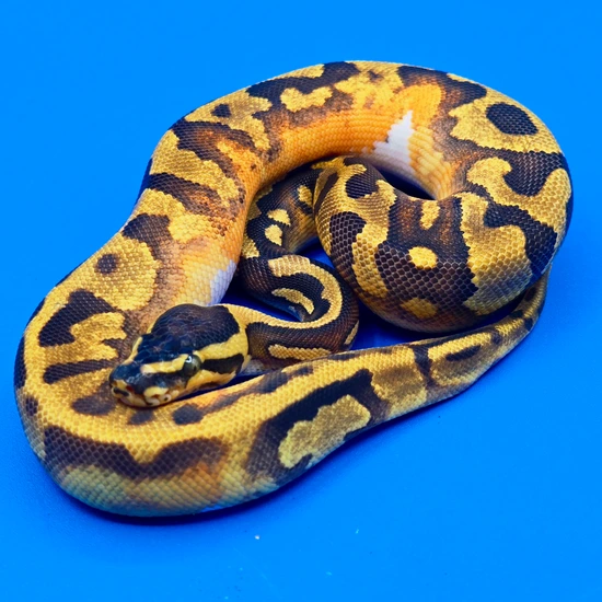 Enchi Yellow Belly Pied Ball Python by Reptalia