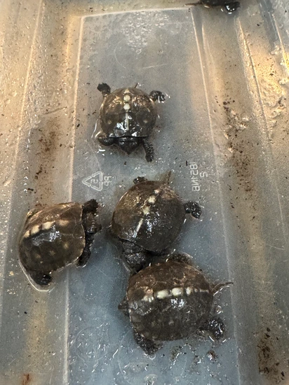 Gulf Coast Box (Tan Phase) Box Turtle by Reptastic Adventures