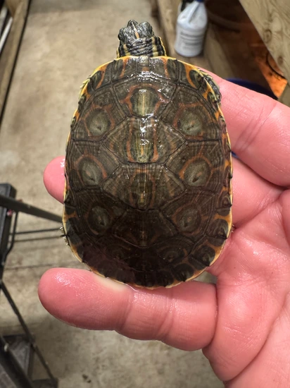 Nicaraguan Slider Slider Turtle by Reptastic Adventures