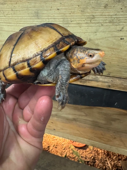 Red Cheek Mud Turtle Mud & Musk Turtles by Reptastic Adventures