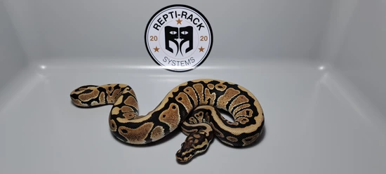 Spotnose Het Clown Ball Python by Repti-Rack Ball Pythons