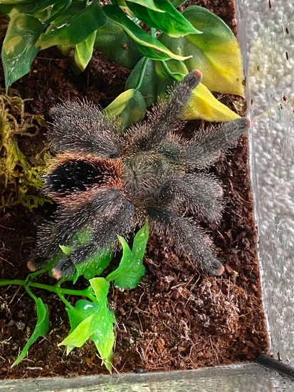 Peruvian Purple Pink Toe Tarantula - Avicularia Juruensis by Kaliana’s ...