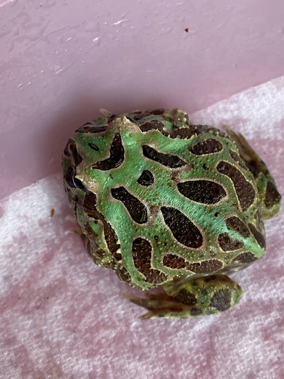 Blue Samurai Pacman Frog by Kaliana’s Kreatures