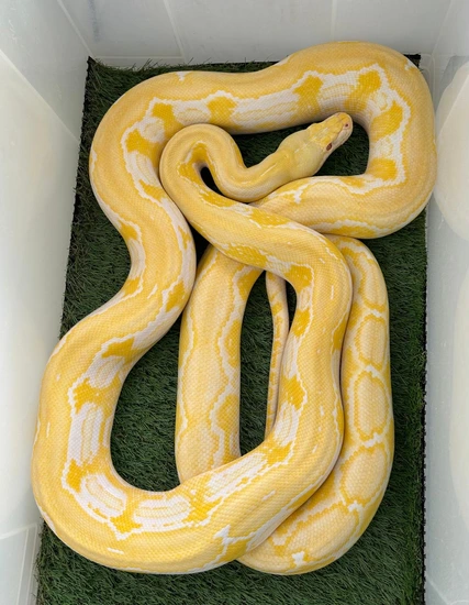 Dwarf White Albino Tiger Retic Reticulated Python by MD Exotics