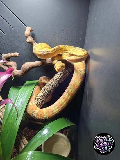 Proven Breeder Coloured Amazon Tree Boa by Reptile Addicts SA