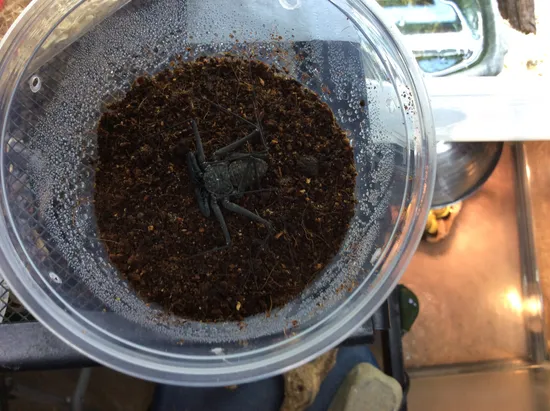 Tailless Whip Scorpion by B & B Exotic Animals