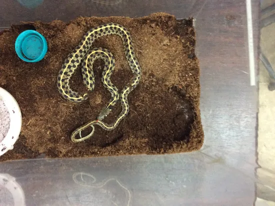 Beautiful Checkered Garter Snake by B & B Exotic Animals
