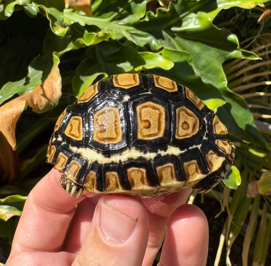 Leopard Tortoise by Cameron Lamb Exotics