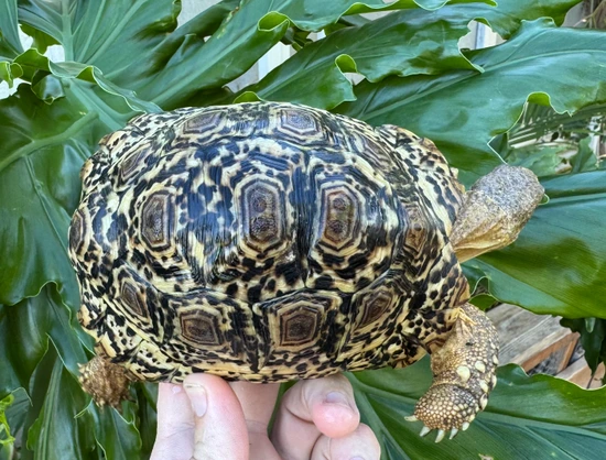 3 Year Old South African Leopard Leopard Tortoise by Cameron Lamb Exotics