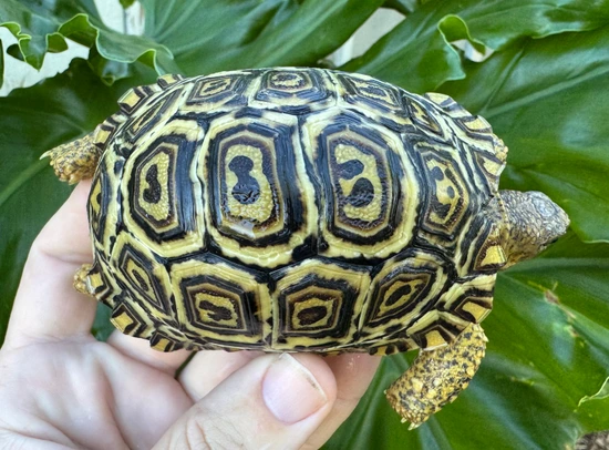 South African Leopard Leopard Tortoise by Cameron Lamb Exotics